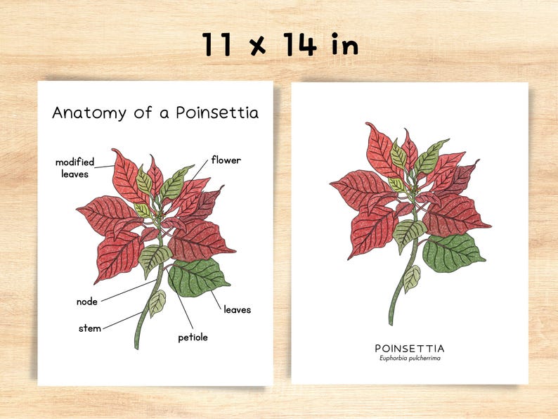 Anatomy of a Poinsettia Charlotte Mason Resources Nature School Botany ...