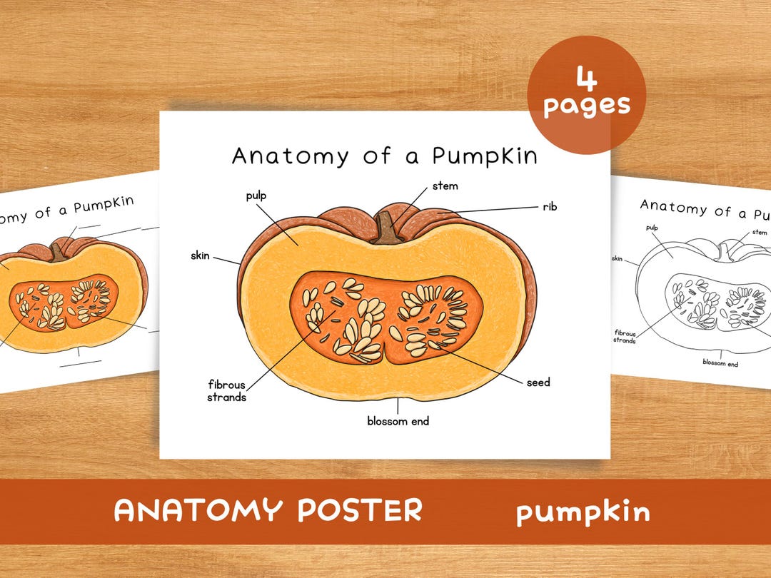 Anatomy of Pumpkin Homeschool Resources Nature School Botany Study ...