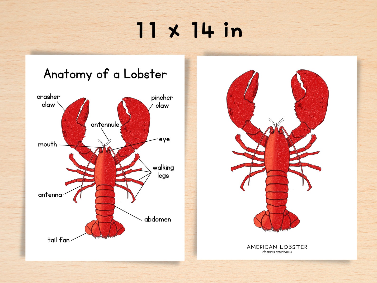 Anatomy of Lobster Homeschool Resources Nature School Ocean Study ...