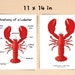 Anatomy of Lobster Homeschool Resources Nature School Ocean Study ...