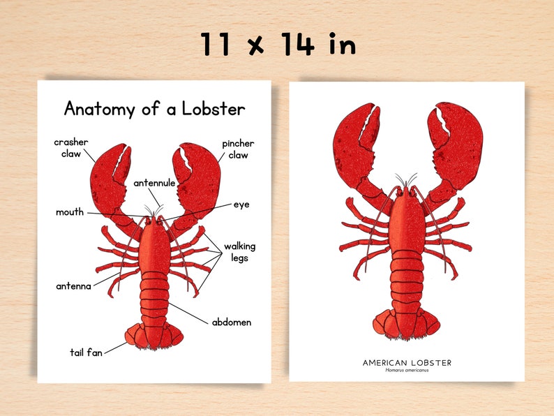 Anatomy of Lobster Homeschool Resources Nature School Ocean Study ...