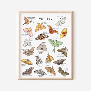 Moths Poster | Homeschool Resources Nature School Moth Types Study ...