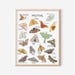 Moths Poster | Homeschool Resources Nature School Moth Types Study ...