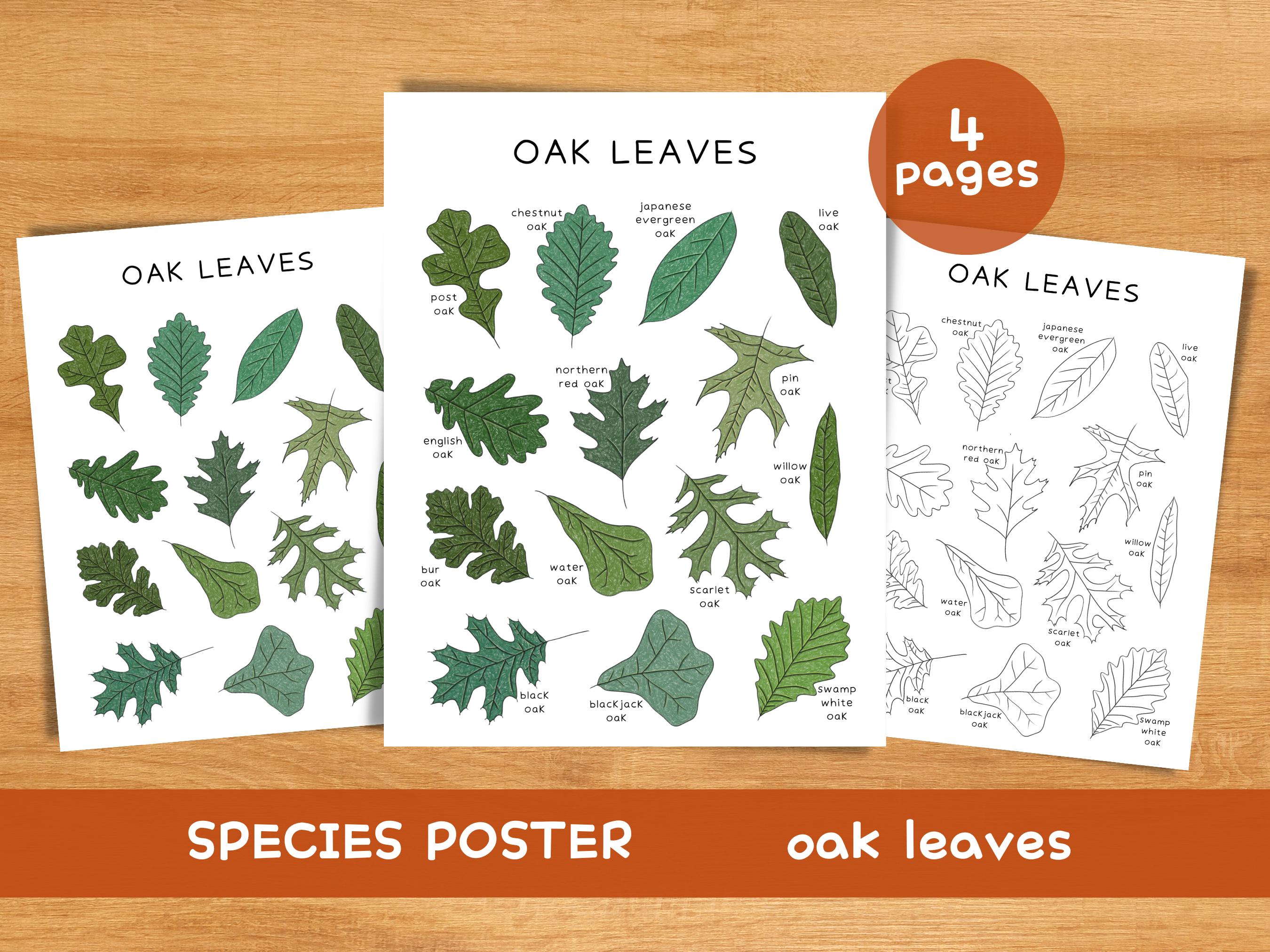 Oak Leaves Poster Homeschool Resources Nature School Botany Study ...