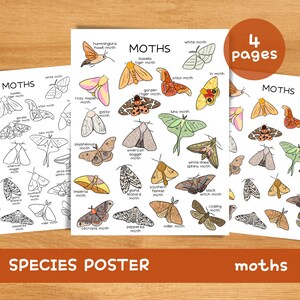 Moths Poster | Homeschool Resources Nature School Moth Types Study ...