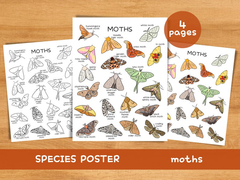 Moths Poster | Homeschool Resources Nature School Moth Types Study ...