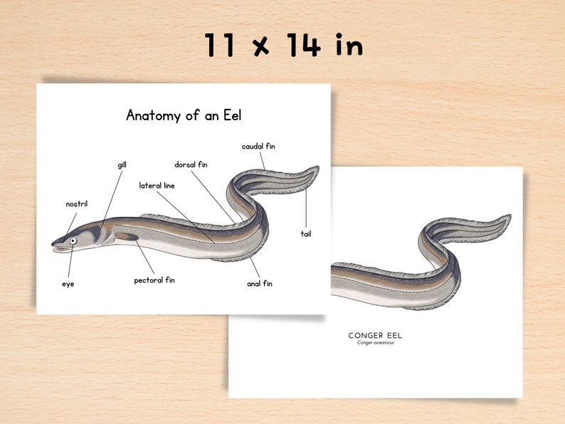 Anatomy of Eel | Homeschool Resources Nature School Ocean Study ...
