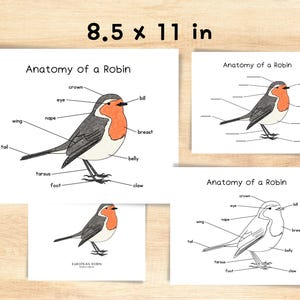 Anatomy of a Robin | Charlotte Mason Resources Nature School Bird Unit ...