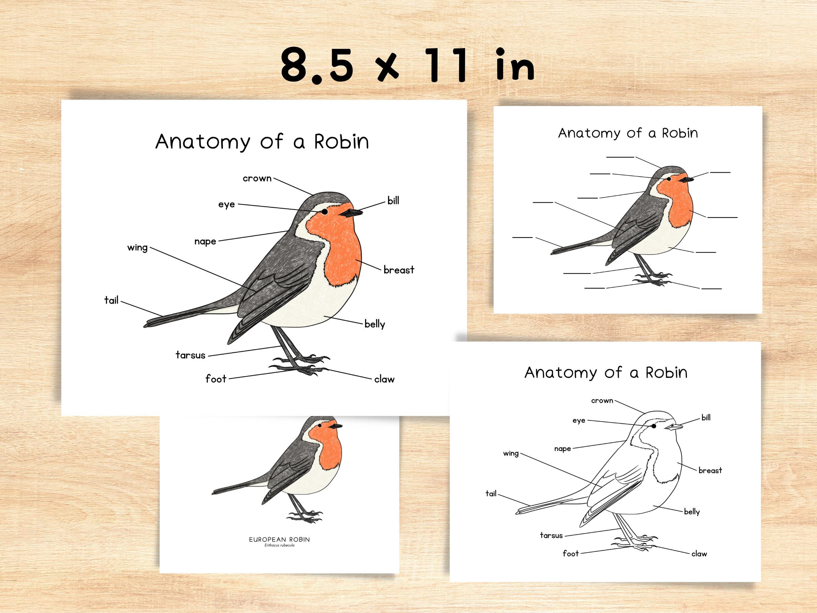 Anatomy of a Robin | Charlotte Mason Resources Nature School Bird Unit ...