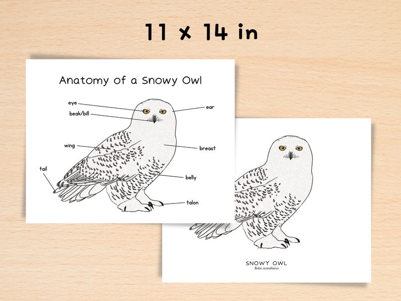 Anatomy of a Snowy Owl Charlotte Mason Resources Nature School Arctic ...