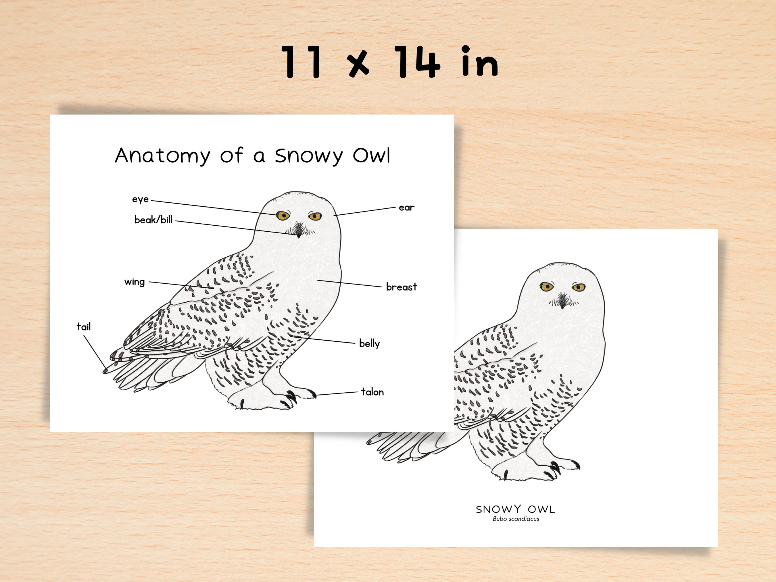 Anatomy of a Snowy Owl Charlotte Mason Resources Nature School Arctic ...