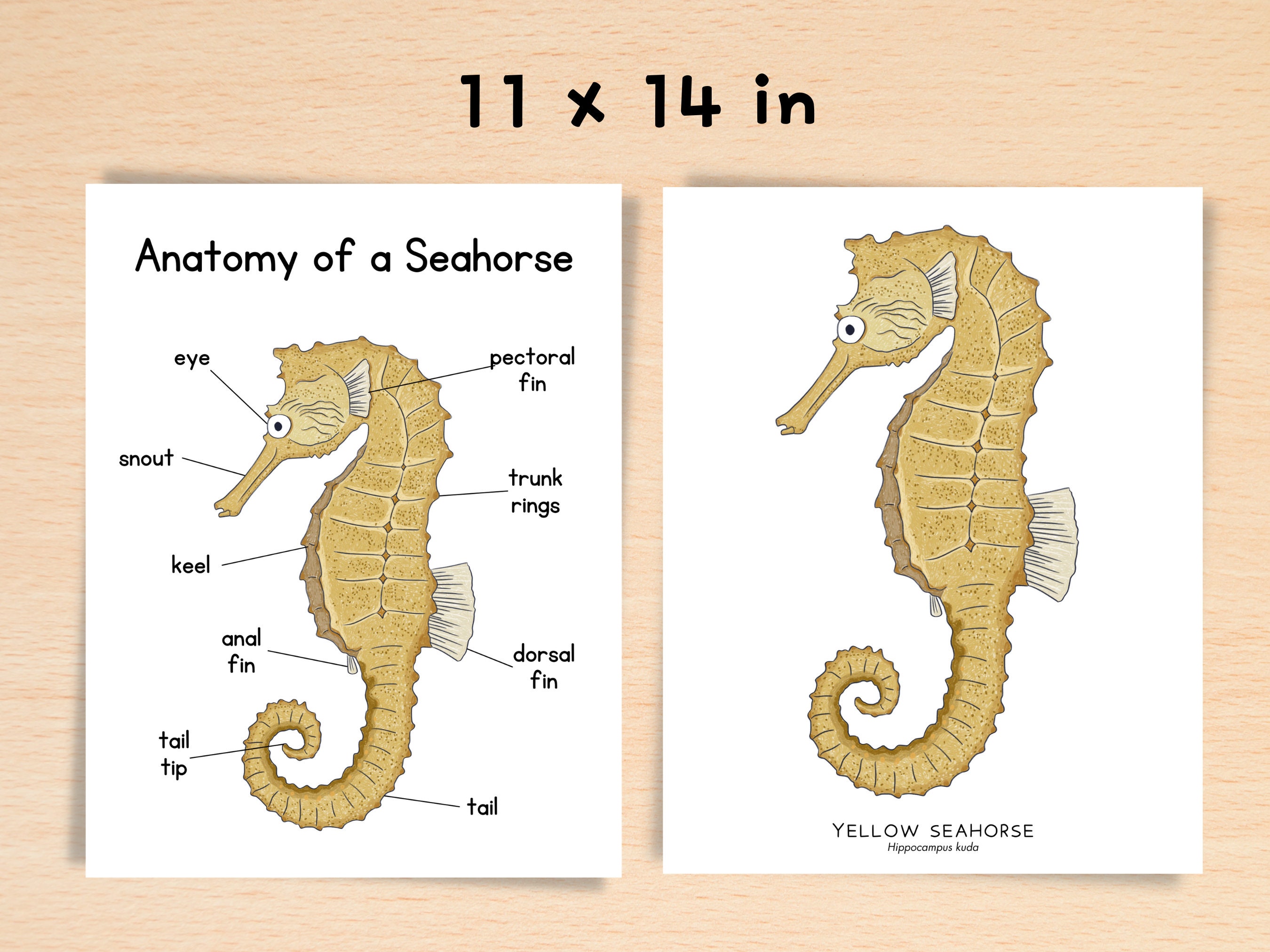 Anatomy of Seahorse Homeschool Resources Nature School Ocean Study ...
