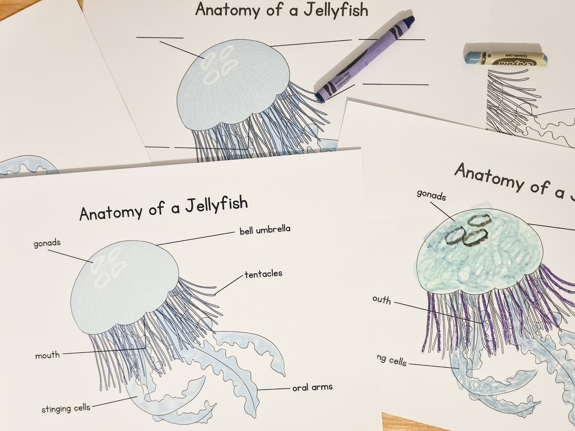 Anatomy of Jellyfish | Homeschool Resources Nature School Ocean Study ...