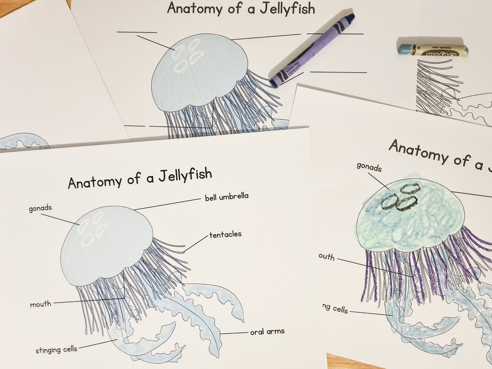 Anatomy of Jellyfish | Homeschool Resources Nature School Ocean Study ...
