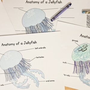 Anatomy of Jellyfish | Homeschool Resources Nature School Ocean Study ...