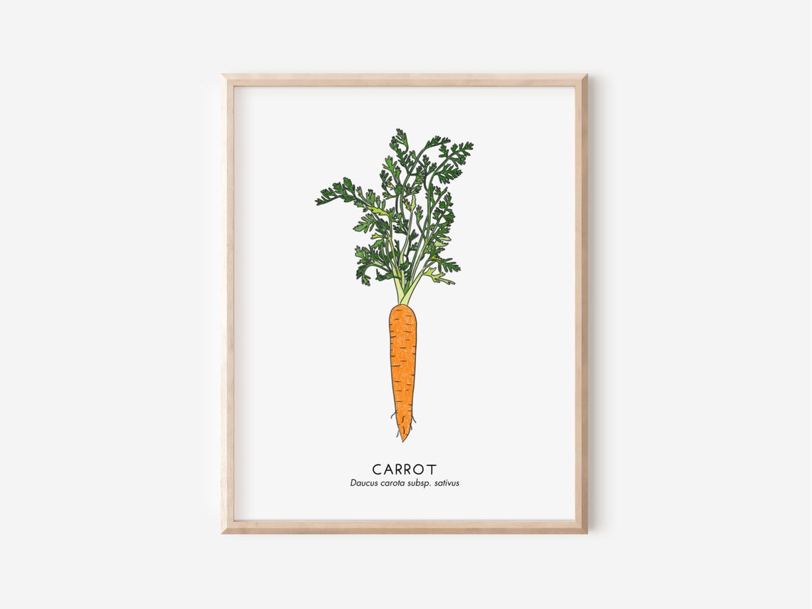 Anatomy of a Carrot Homeschool Resources Nature School Botany Study ...