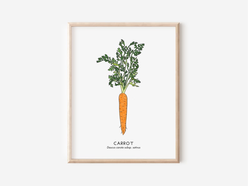 Anatomy of a Carrot Homeschool Resources Nature School Botany Study ...