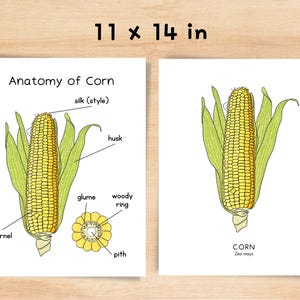 Anatomy of Corn | Charlotte Mason Homeschool Printable Nature Study ...