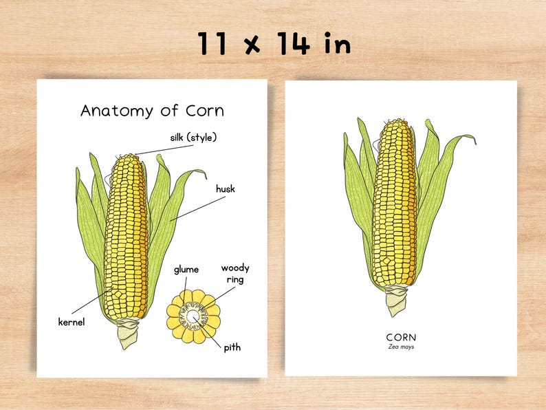 Anatomy of Corn | Charlotte Mason Homeschool Printable Nature Study ...
