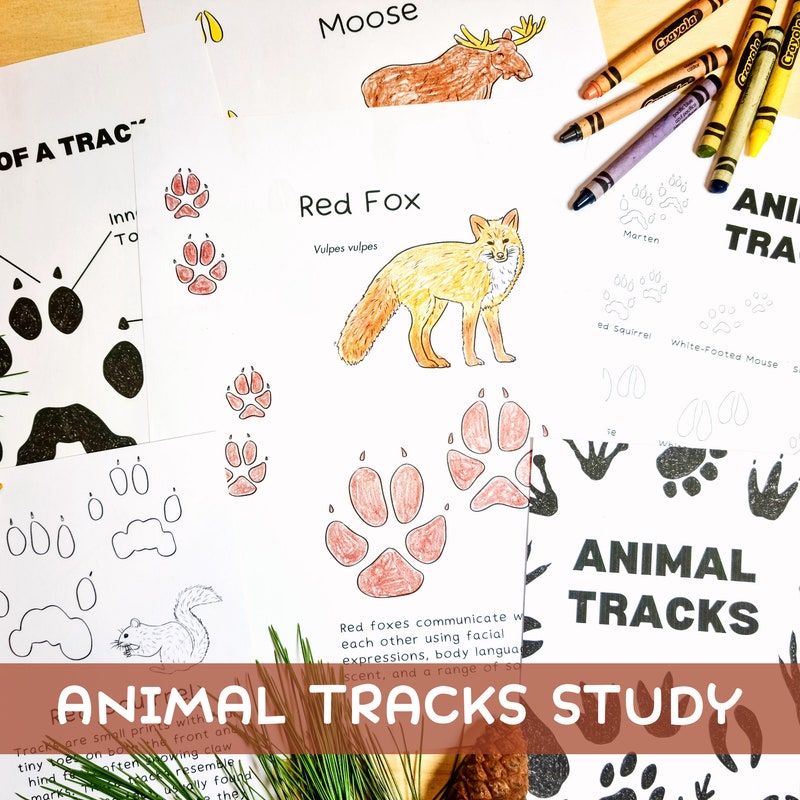 Animal Tracks - Etsy