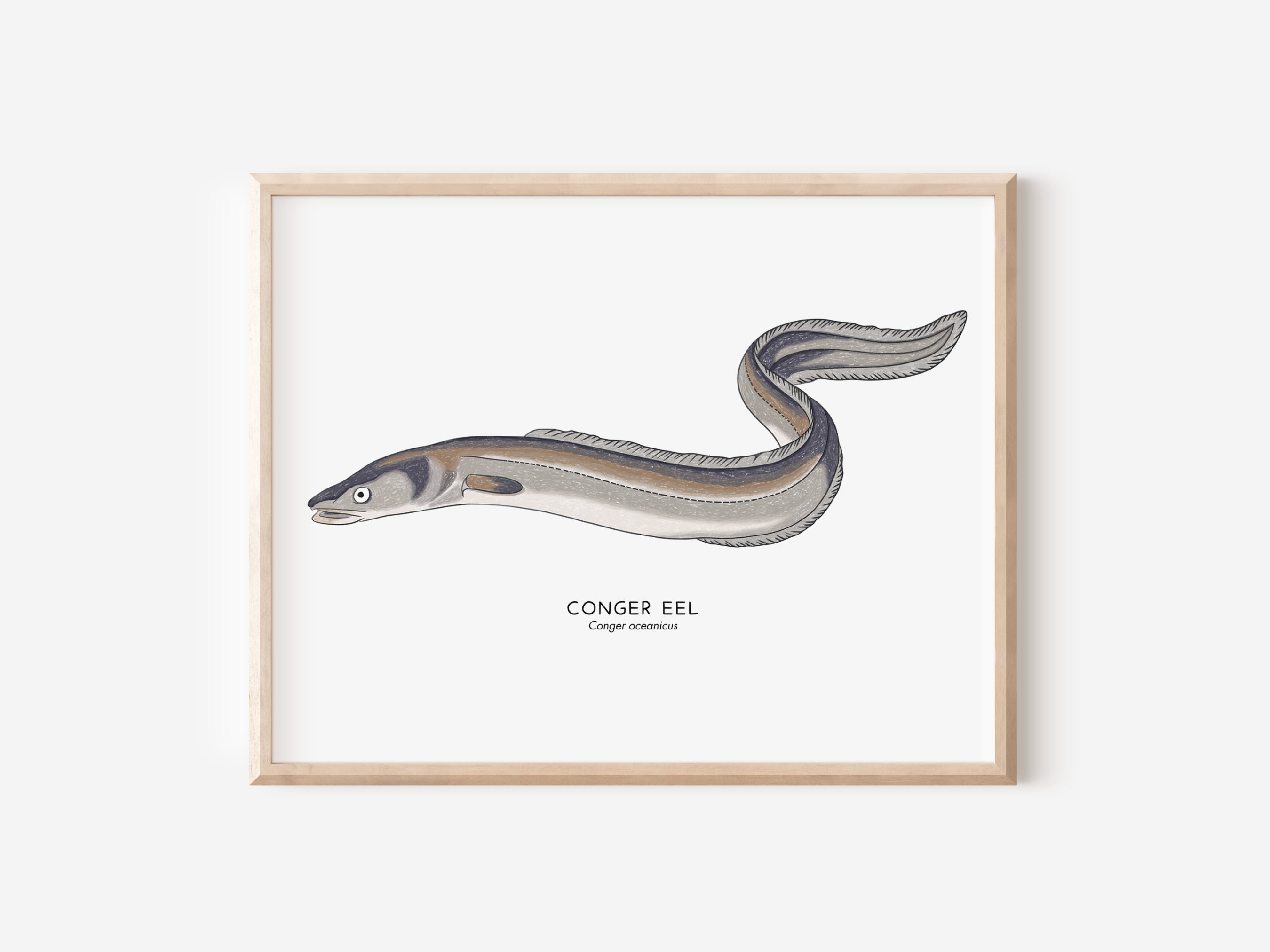 Anatomy of Eel | Homeschool Resources Nature School Ocean Study ...
