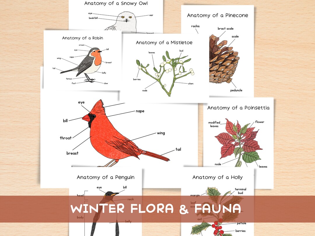 Winter Flora & Fauna Anatomy Study Winter Birds and Plants Homeschool ...