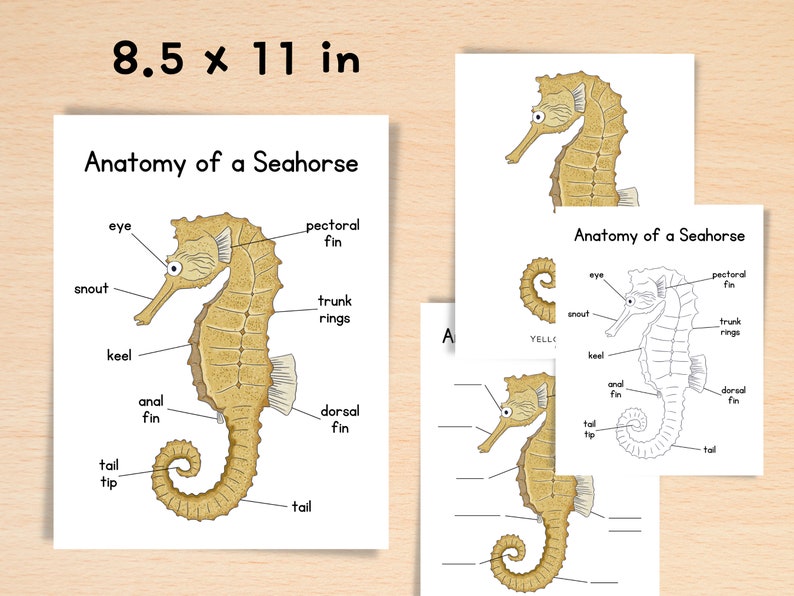 Anatomy of Seahorse Homeschool Resources Nature School Ocean Study ...