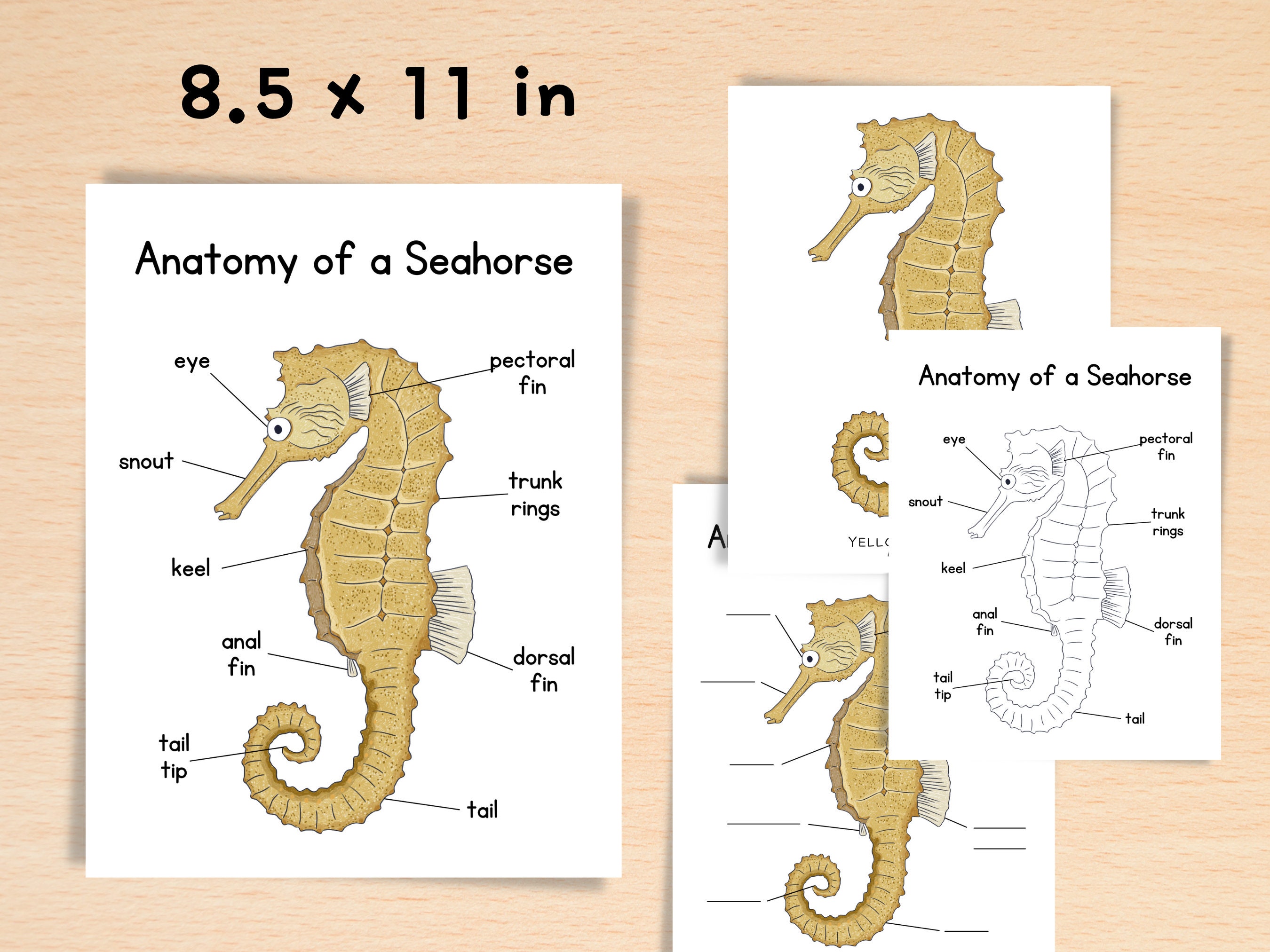 Anatomy of Seahorse Homeschool Resources Nature School Ocean Study ...