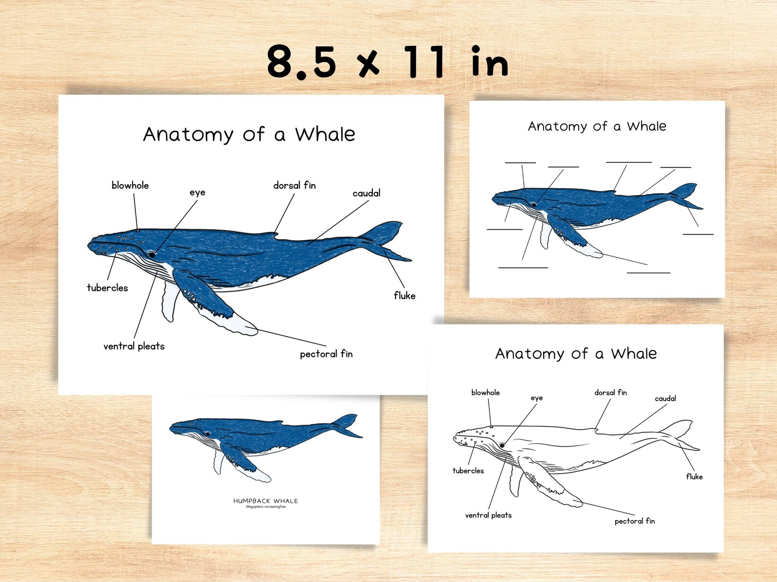 Anatomy of Whale | Homeschool Resources Nature School Ocean Study Beach ...