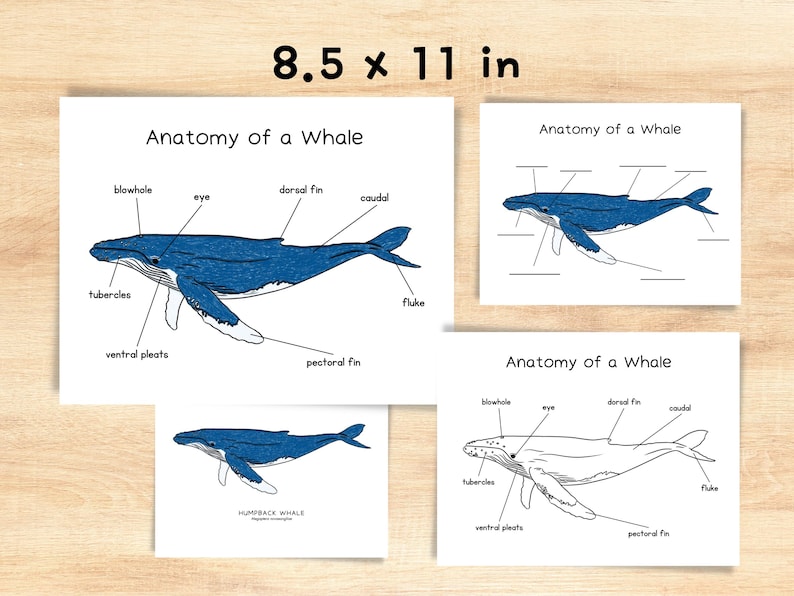 Anatomy of Whale | Homeschool Resources Nature School Ocean Study Beach ...