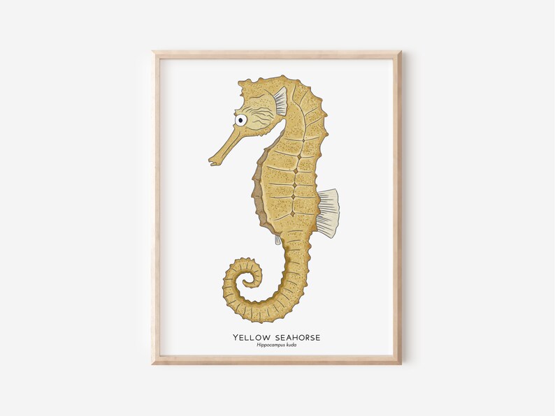 Anatomy of Seahorse Homeschool Resources Nature School Ocean Study ...
