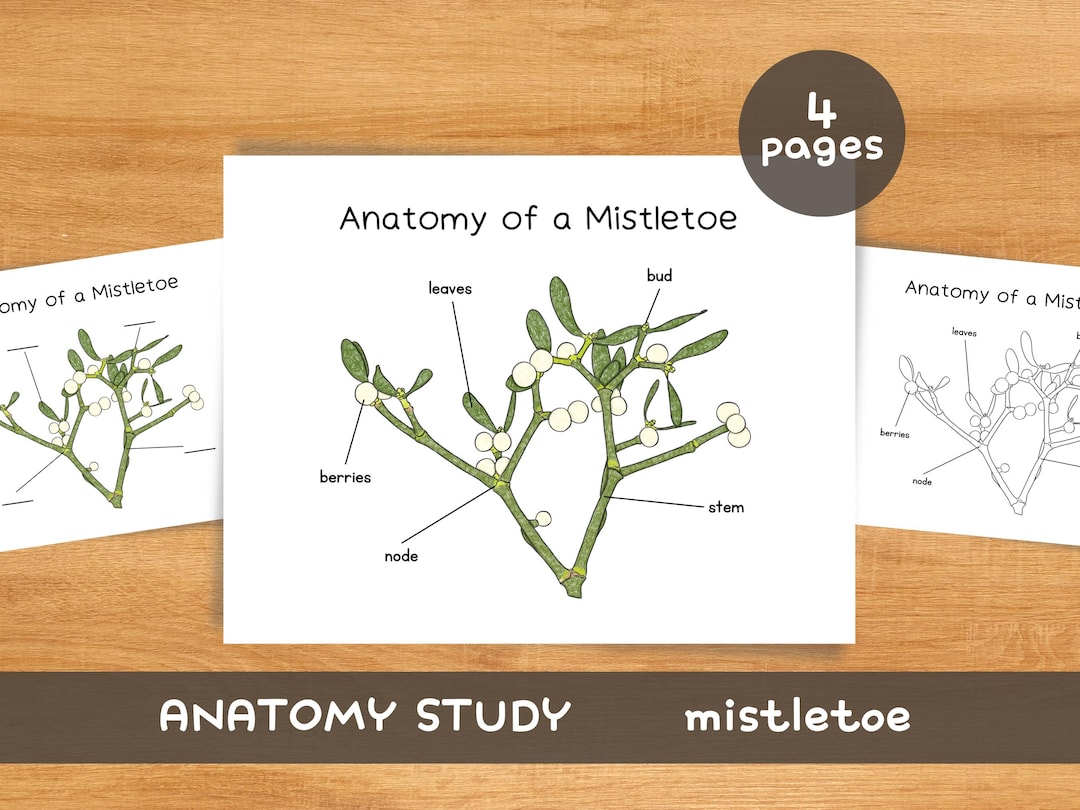 Anatomy of a Christmas Mistletoe | Charlotte Mason Resources Nature ...