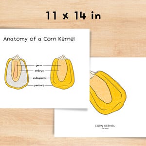 Anatomy of Corn Kernel | Homeschool Montessori Resources Nature School ...