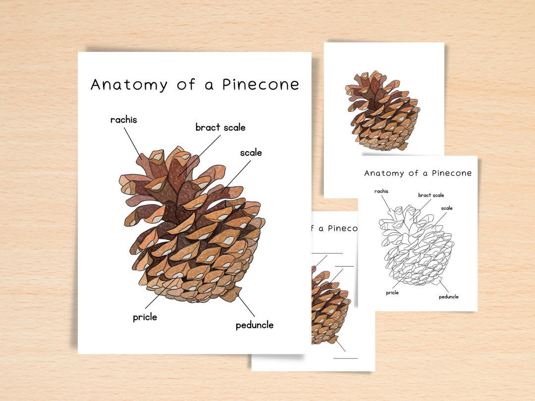 Anatomy of a Pinecone Homeschool Resources Nature School - Etsy