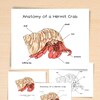 Anatomy of a Robin Charlotte Mason Resources Nature School Bird Unit ...