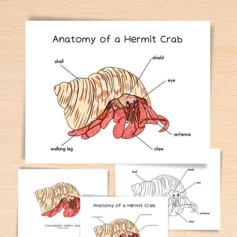 Hermit Crab - Etsy