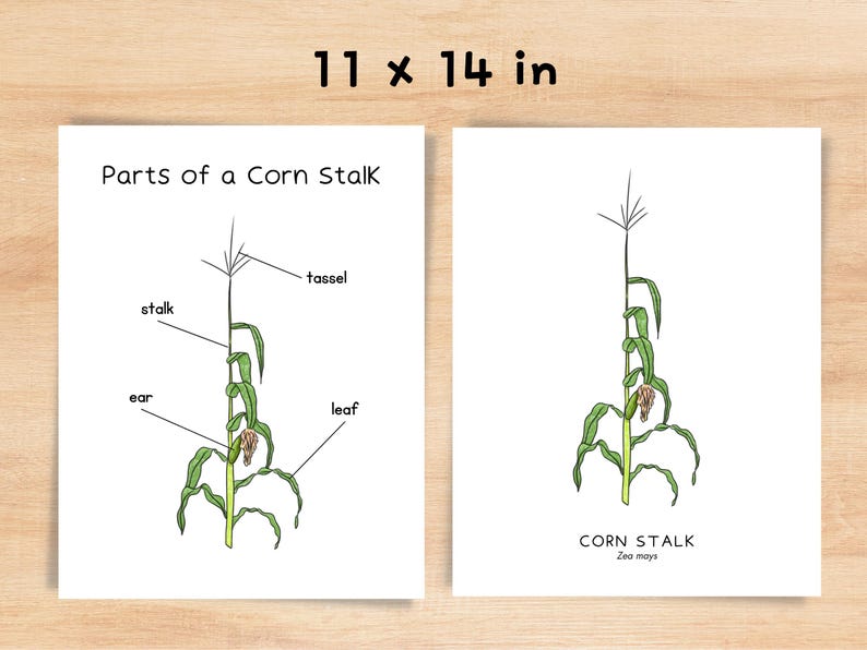 Anatomy of a Corn Stalk | Homeschool Resources Nature School Botany ...