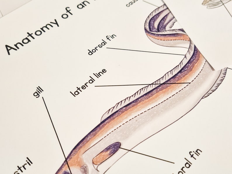 Anatomy of Eel | Homeschool Resources Nature School Ocean Study ...