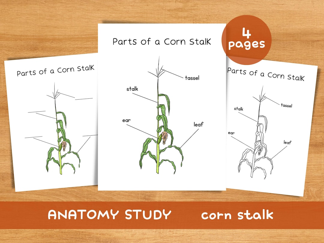 Anatomy of a Corn Stalk | Homeschool Resources Nature School Botany ...