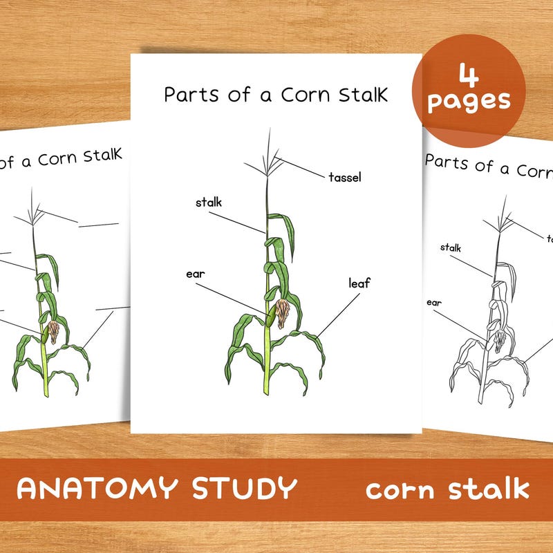 Corn Stalks - Etsy