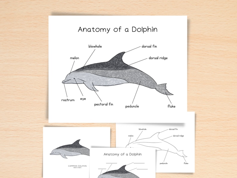 Anatomy of Dolphin Homeschool Resources Nature School Ocean Summer ...