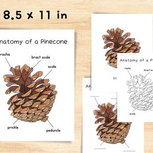 Anatomy of a Pinecone | Homeschool Resources Nature Winter School ...