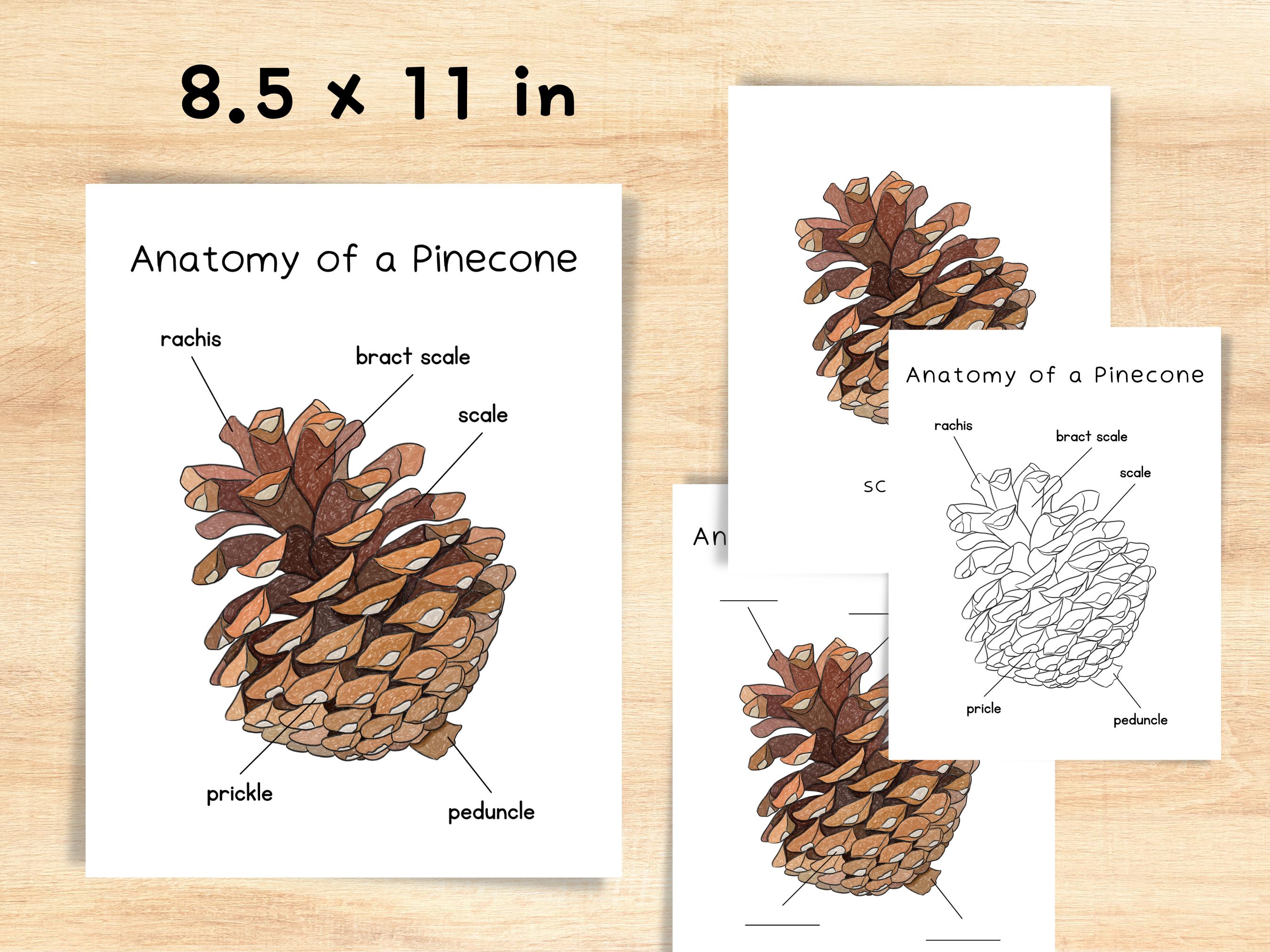 Anatomy of a Pinecone | Homeschool Resources Nature Winter School ...