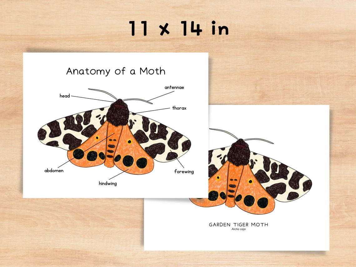 Anatomy of a Moth | Homeschool Resources Insects Unit Autumn Moth Unit ...
