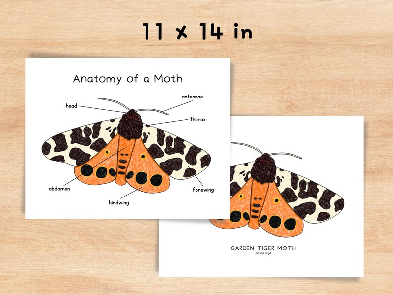 Anatomy of a Moth | Homeschool Resources Insects Unit Autumn Moth Unit ...