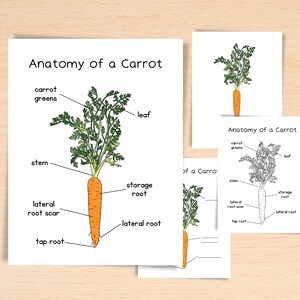 Anatomy of a Carrot Homeschool Resources Nature School Botany Study ...