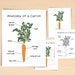 Anatomy of a Carrot Homeschool Resources Nature School Botany Study ...