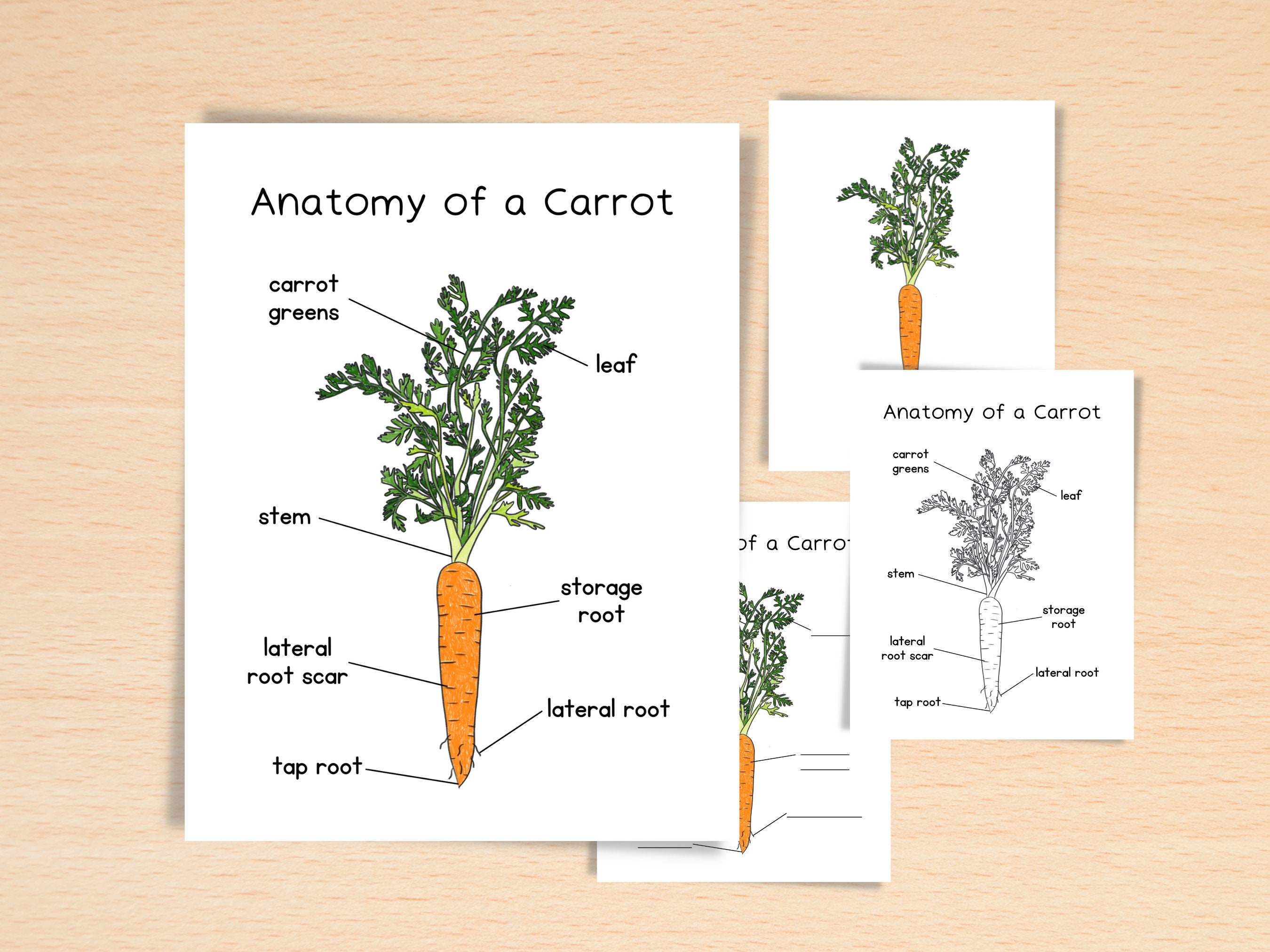 Anatomy of a Carrot Homeschool Resources Nature School Botany Study ...