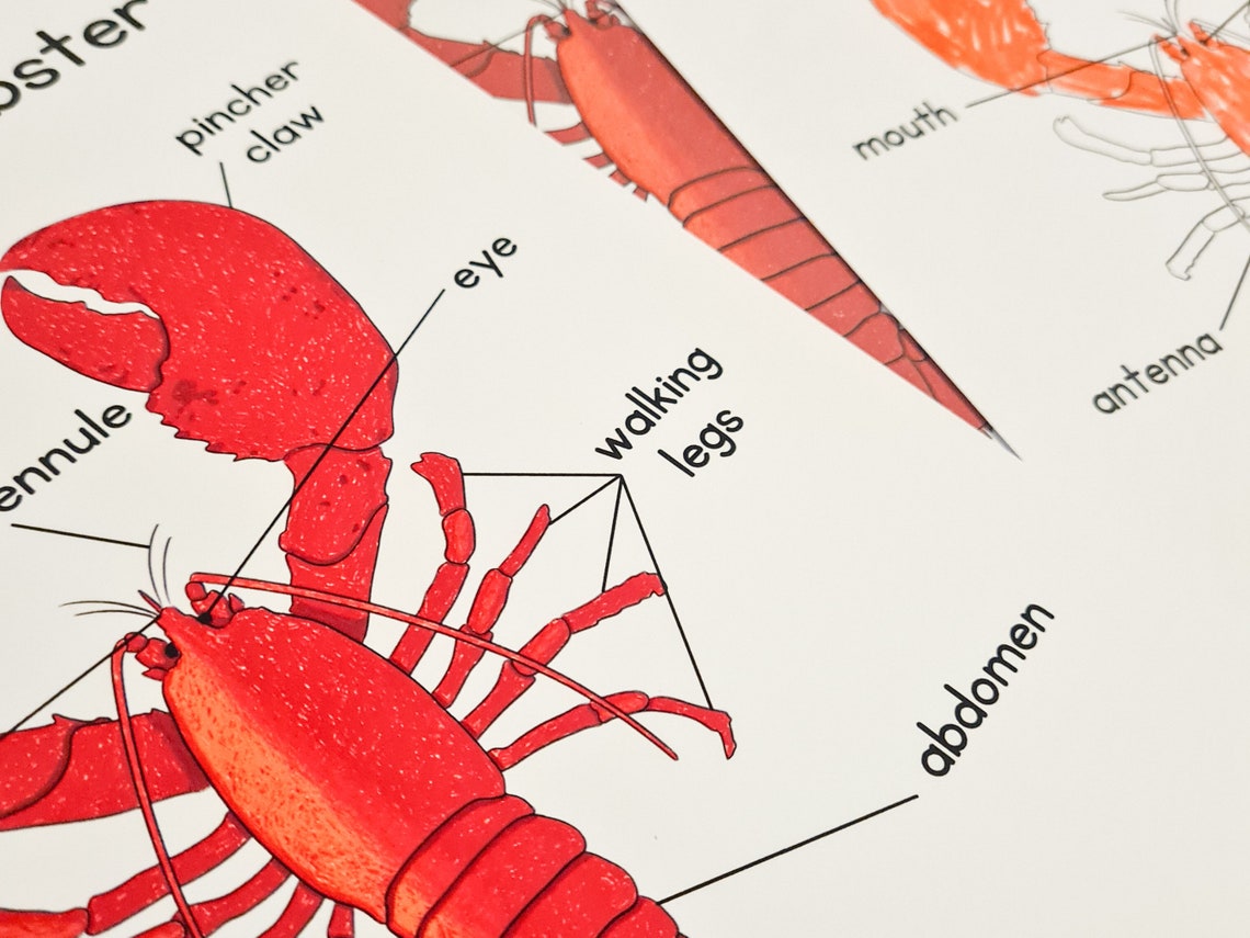Anatomy of Lobster Homeschool Resources Nature School Ocean Study ...