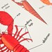 Anatomy of Lobster Homeschool Resources Nature School Ocean Study ...